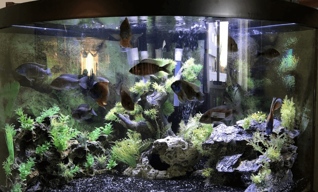 Custom Fish Tanks Flanders, NY | Fluid Dynamics International