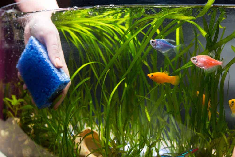 Fish Tank Cleaning Service Bellerose, NY | Fluid Dynamics
