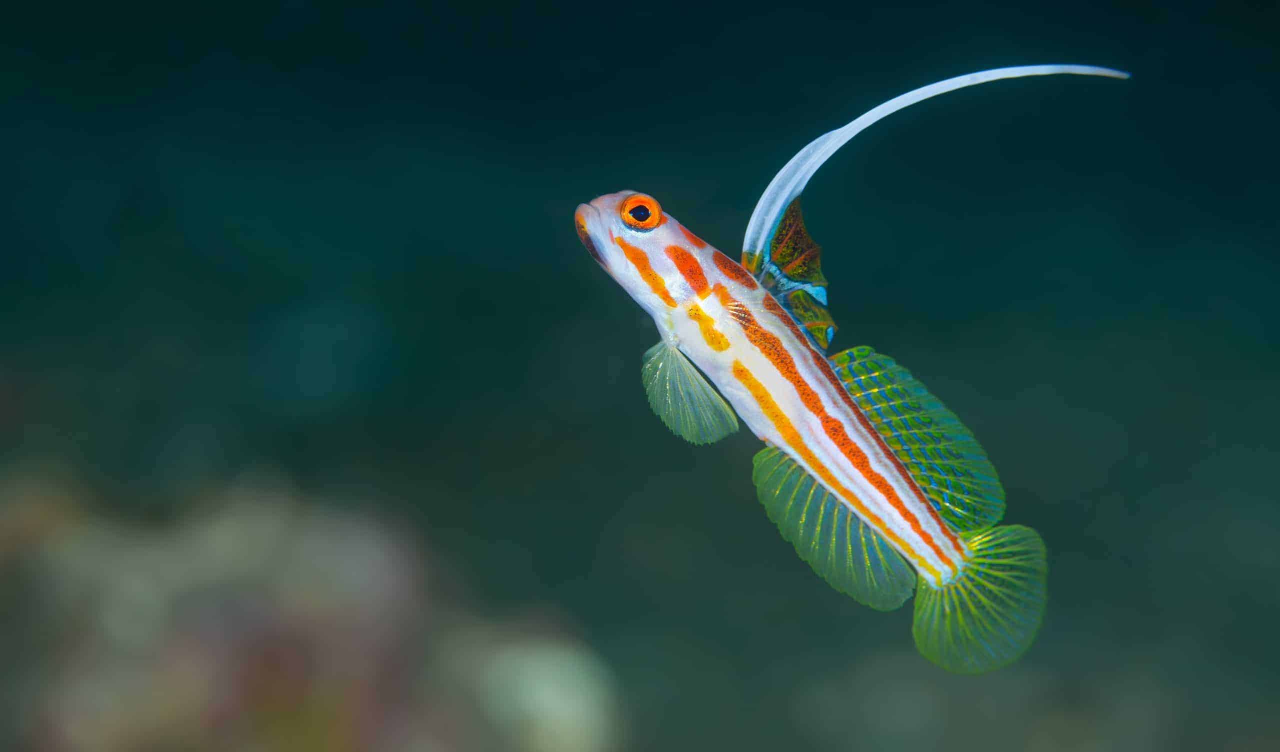 Fish Tank Cleaning Service Southold, NY | Fluid Dynamics